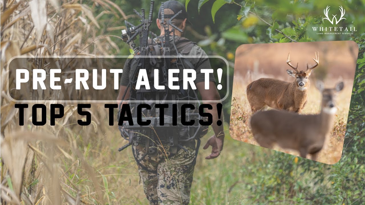 Top 5 Ways to have SUCCESS during Pre-Rut! - YouTube