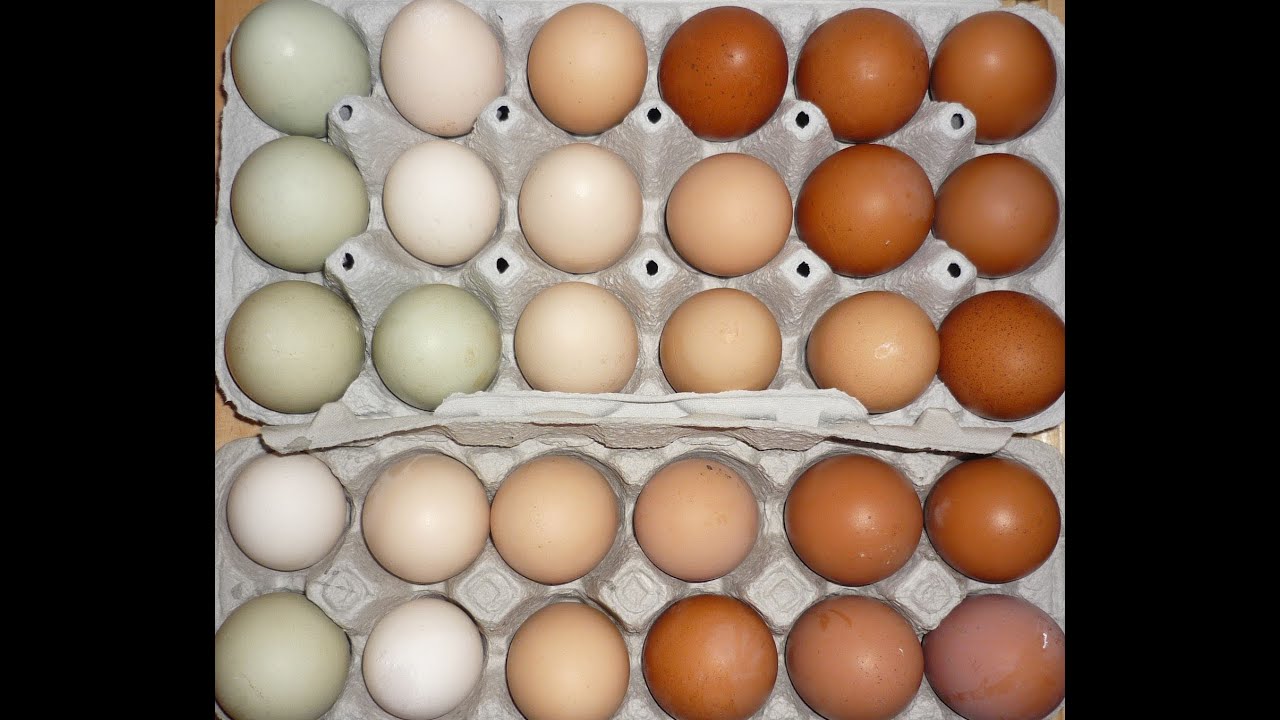 HOW TO MAKE A TES. WHAT'S A TES? WATCH THE DAM VID! - YouTube