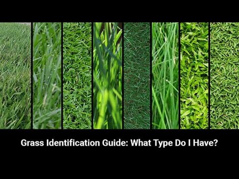 Lawn Grass Identification Chart Broadleaf Weed Identification Guide