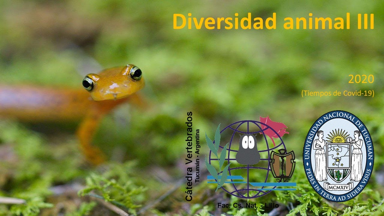 63 Amphibia Urodela - YouTube