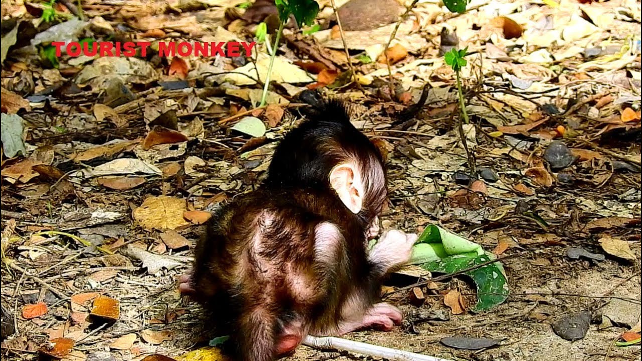 Very black hair and red skin newborn monkey, Very precious newborn ...