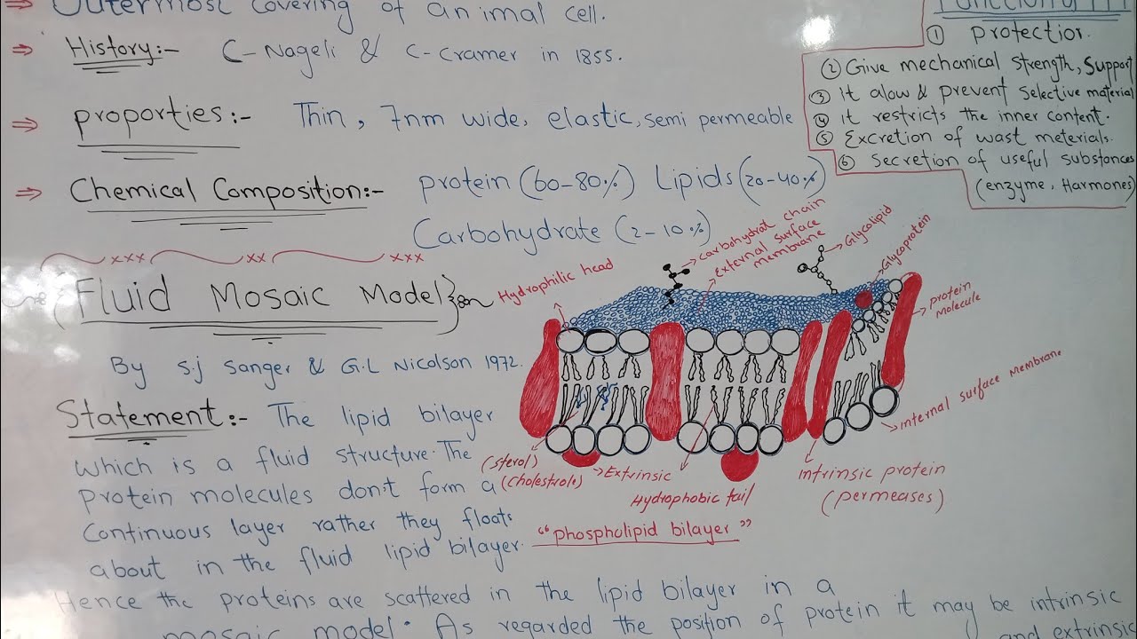 Plasma Membrane #/ Fluid mosaic model# composition,properties and ...
