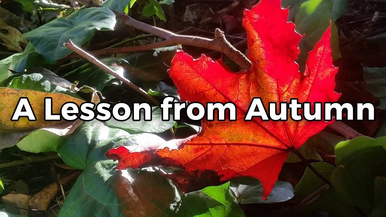 A Lesson from Autumn - YouTube
