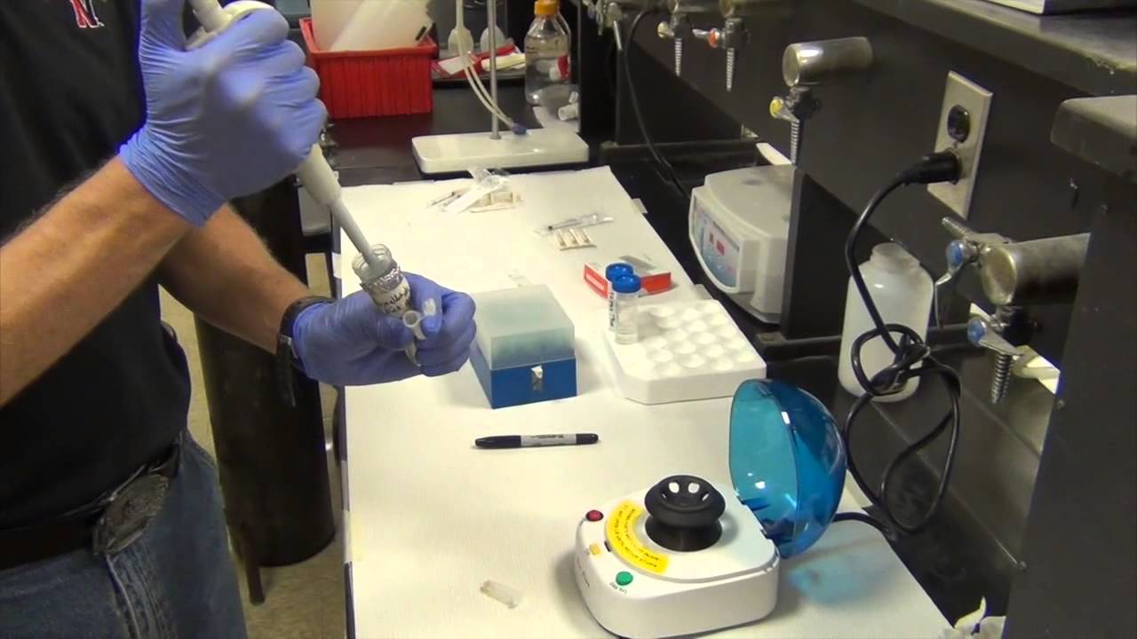 FISH and DAPI Sample Preservation - YouTube