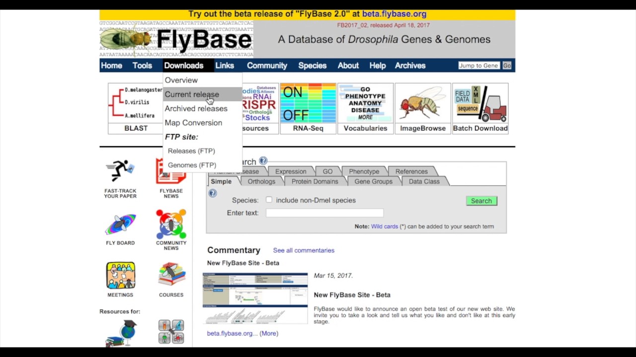 Gene Snapshots in FlyBase - YouTube