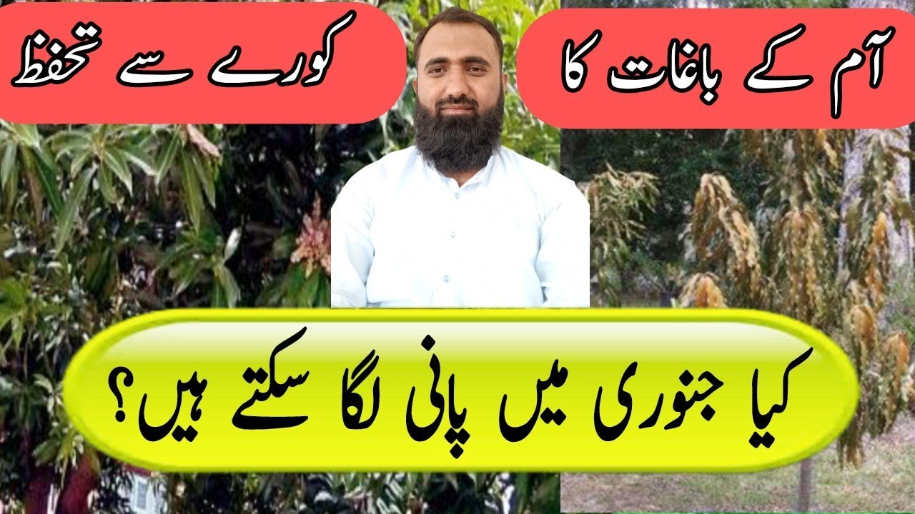 How to protect mango orchard from frost damage || Bilal Kanju Official ...
