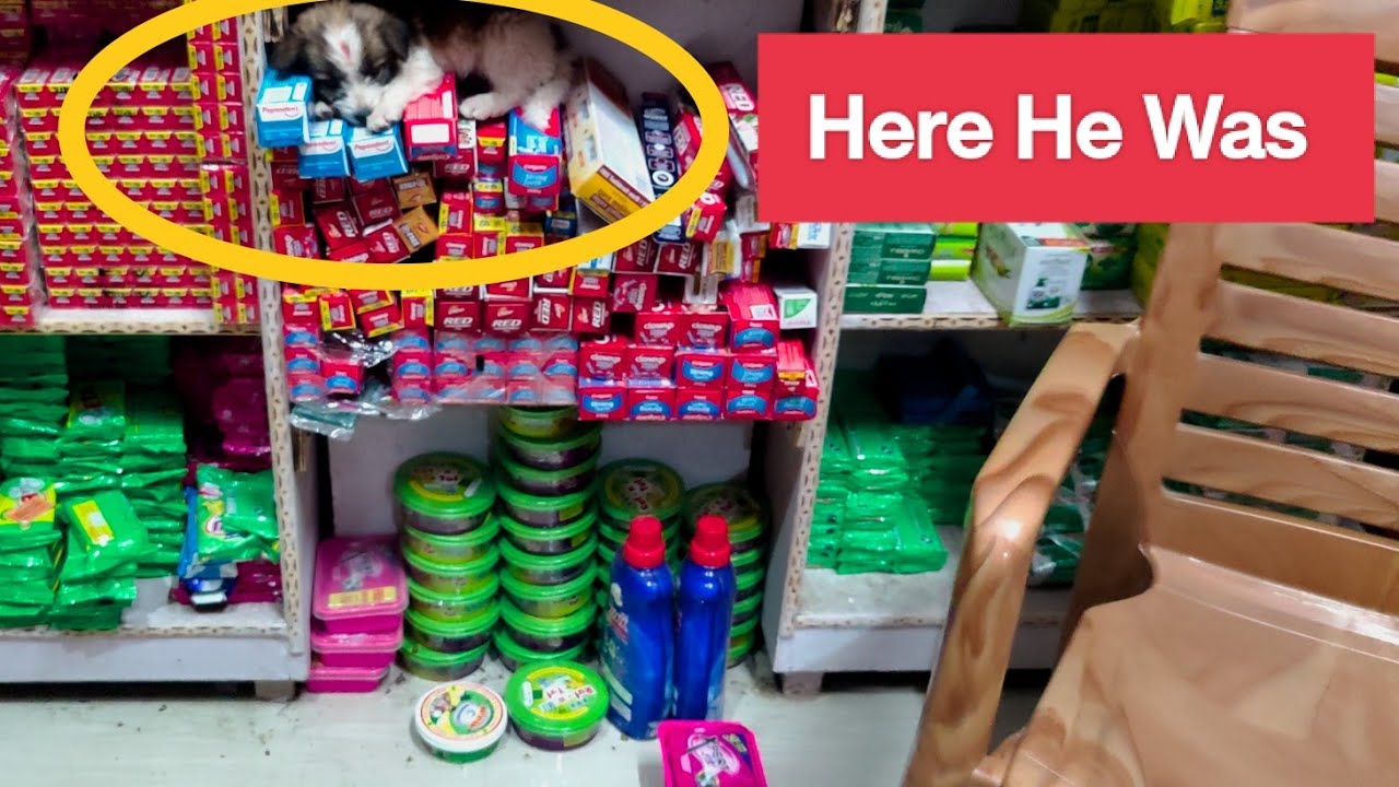 New Adopted Dog | Very Funny Dog | Sitting on Colgate shelf in the shop ...