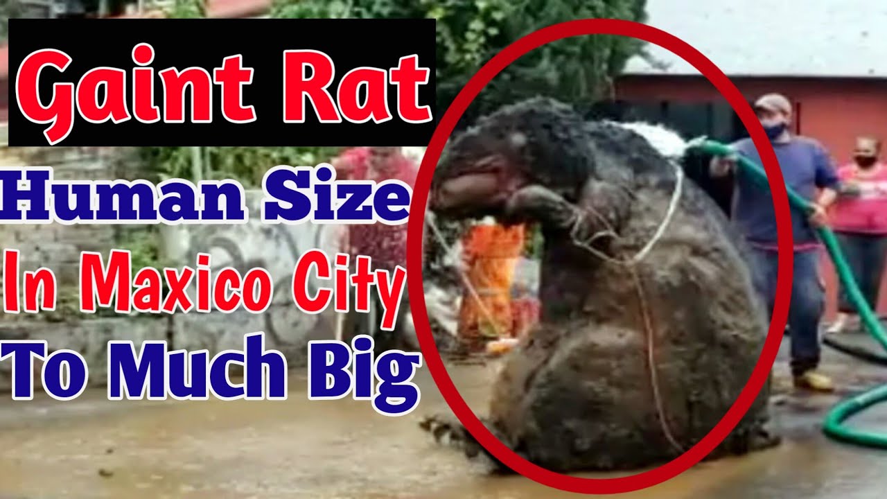 Giant Rat In Mexico || Big Rat Found In Mexico || Mexico Rat Video ...