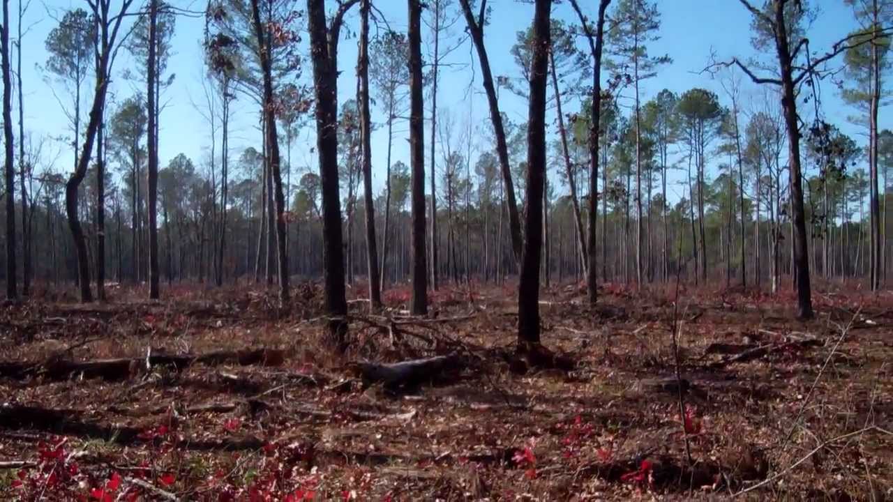 Effects of Logging on RCW Habitat - YouTube