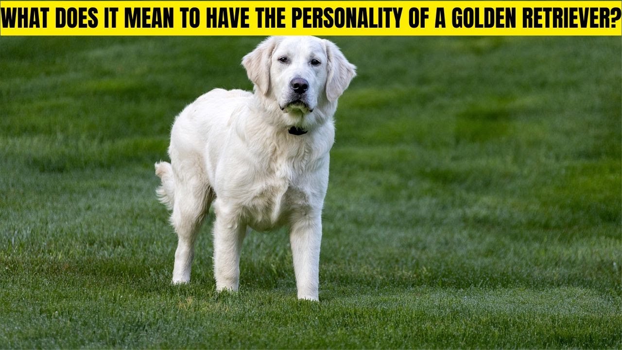 What does it mean to have the personality of a Golden Retriever ...