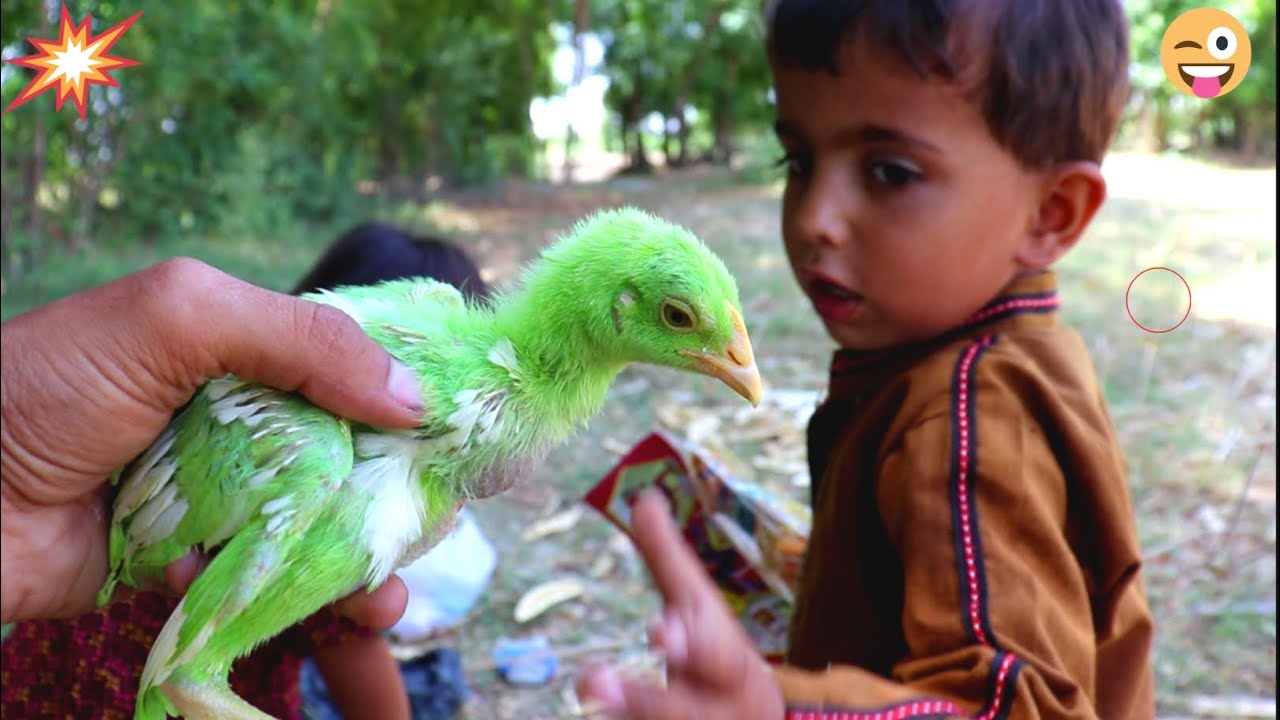 Catching so Cute Colorful Baby Chicks|Rainbow Chicks|Children's Chicks ...