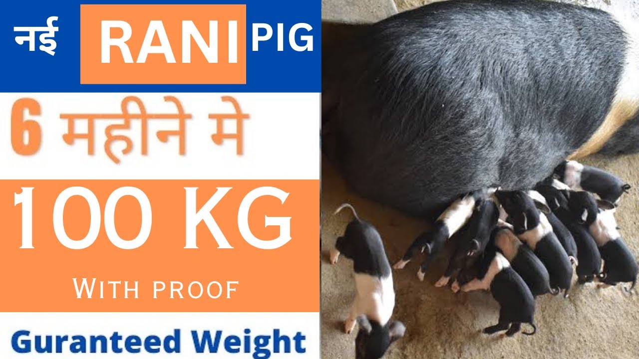 नई RANI pig breed ने दीया 100 kg weight सिर्फ 6 महीने मे | Best Indian ...
