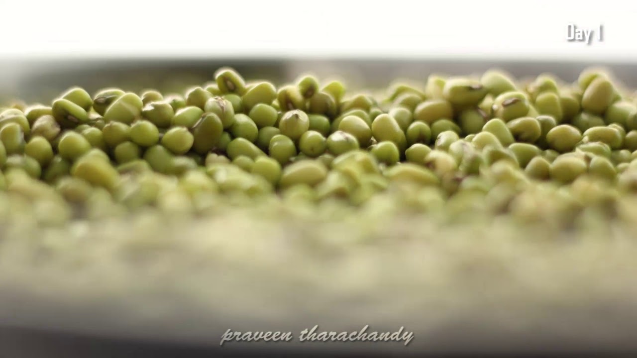 Time-lapse | Mung bean germination | Mung bean sprout |Green Bean | 6 ...