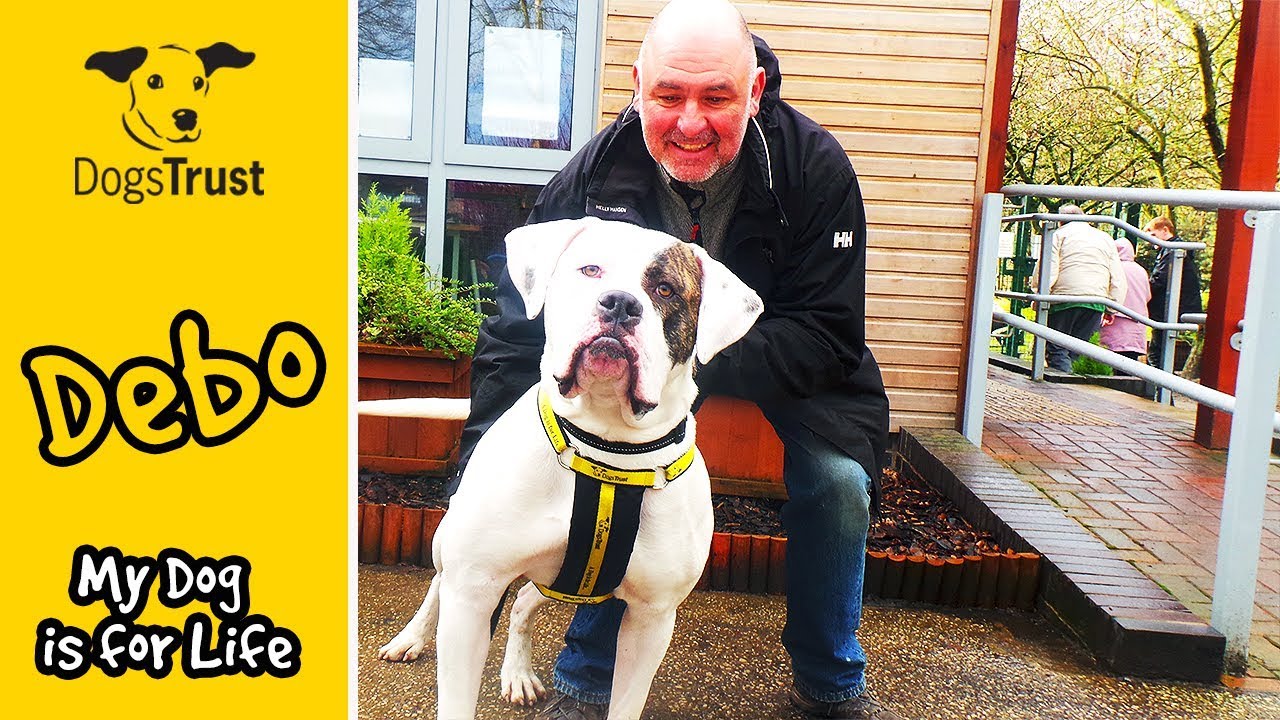A year in the life of Debo | #MyDogIsForLife | Dogs Trust Merseyside ...