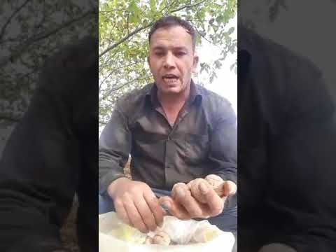 Dünyaca ünlü Kaman cevizi