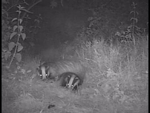 Badger cub eating a slow worm - YouTube