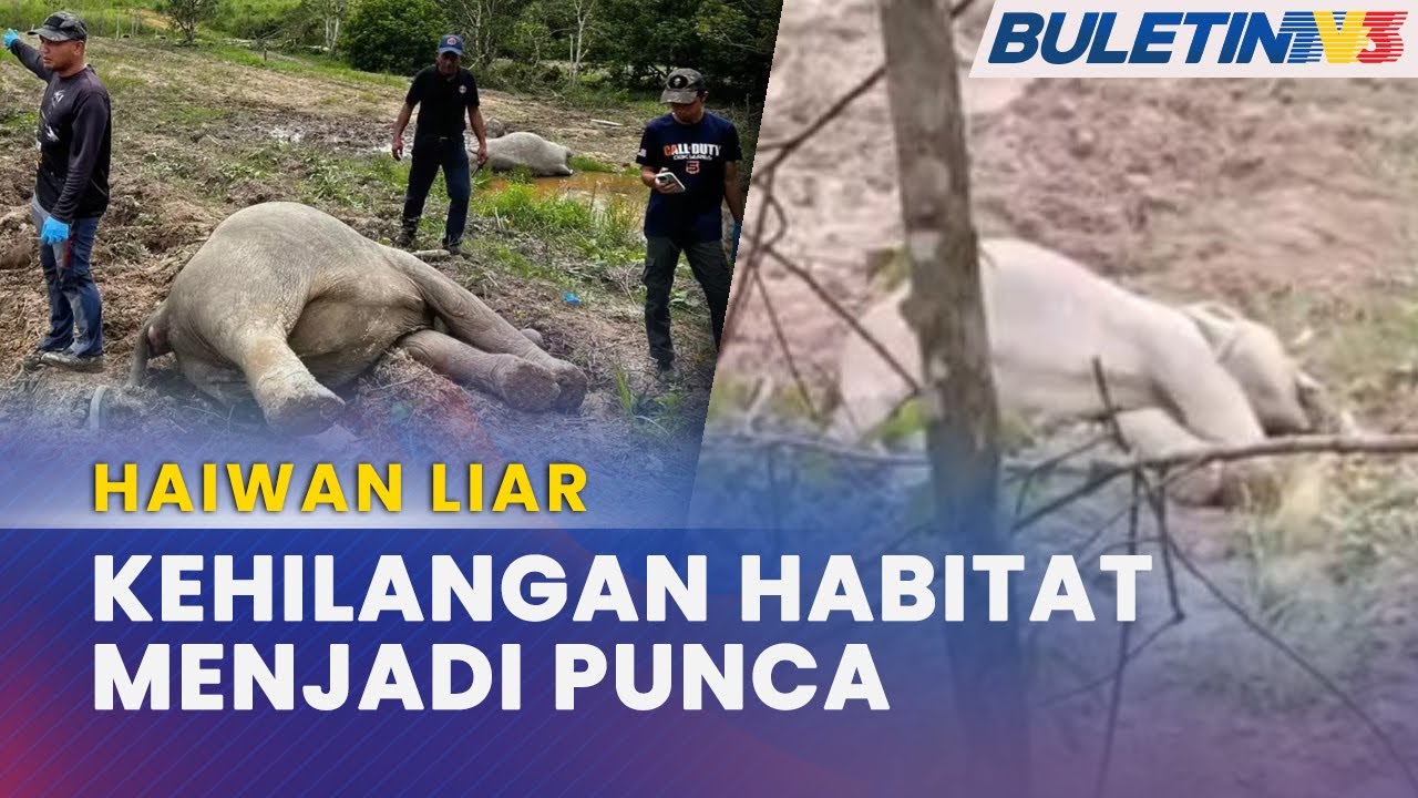 HAIWAN LIAR | 4 Gajah Ditemui Mati Dari Kumpulan Bandar Tenggara - Nik ...