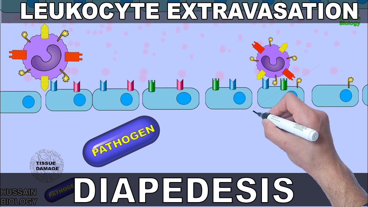 Leukocyte Extravasation | Diapedesis - YouTube