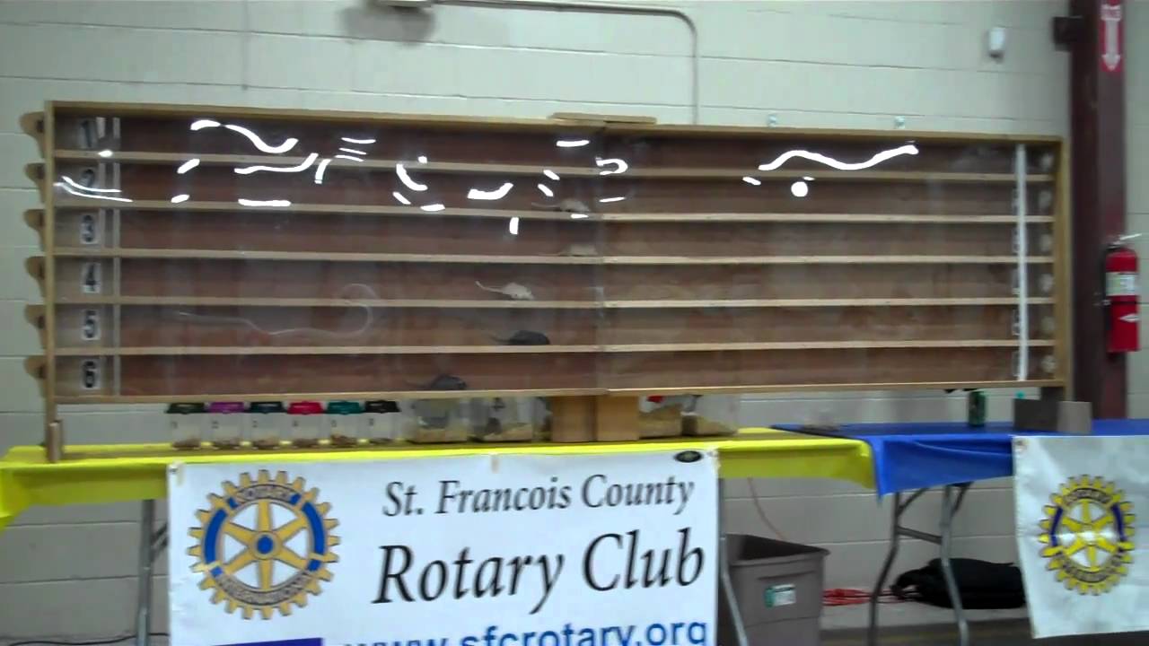 1st Annual St. Francois County Rotary Mouse Race - YouTube