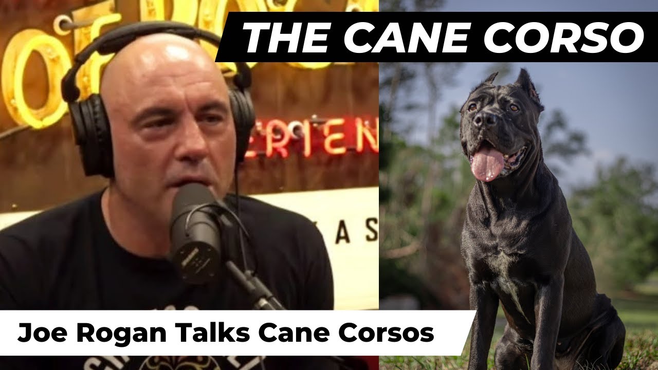 JOE ROGAN TALKS ABOUT THE CANE CORSO (#JRE #1977 / Ms. Pat) - YouTube