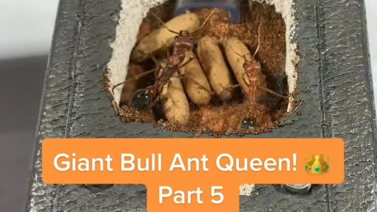 Giant Bull Ant Queen (Myrmecia Brevinoda) Part 5 - YouTube