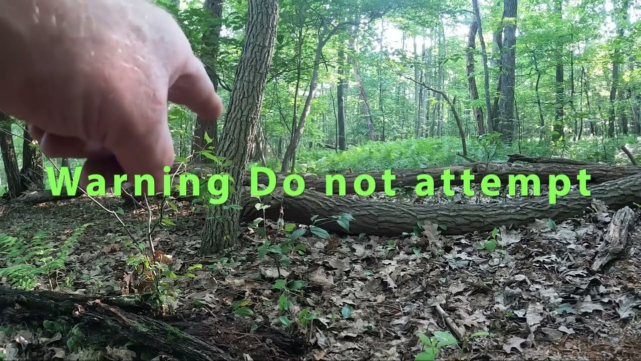 Yellow Jacket Swarm #yellowjackets ,@PATG1 - YouTube