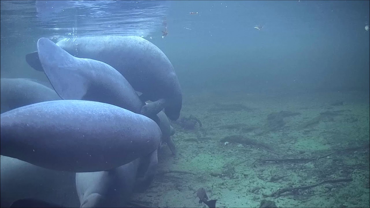 Huge manatee cavorting group - YouTube