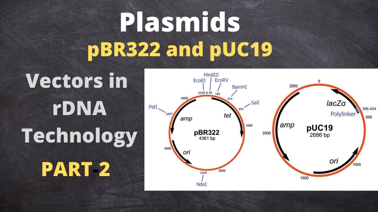 Vectors Based on Plasmid DNA| pBR 322 and pUC19 | Part-2 - YouTube