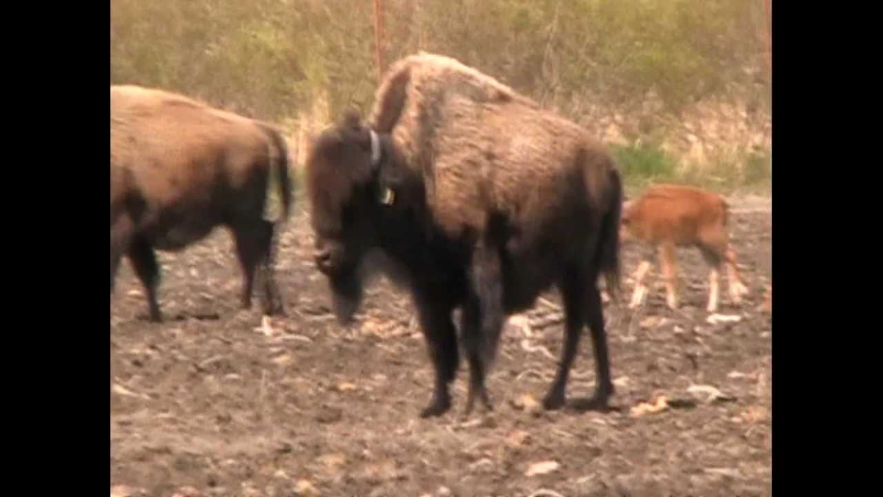 Alaska Buffalo - YouTube