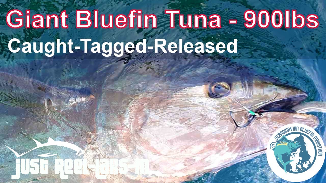 Giant Bluefin Tuna Fishing - 900lbs - Caught-Tagged-Released (2023 ...