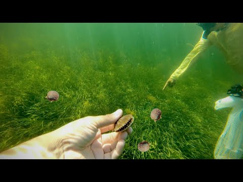 CALLOS de Almeja Voladora o Catarina | Crystal River Scalloping - YouTube
