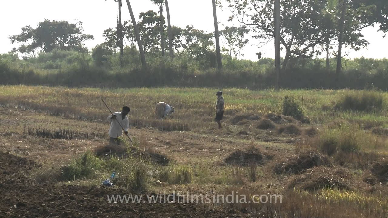 Paddy fields of Goa - YouTube