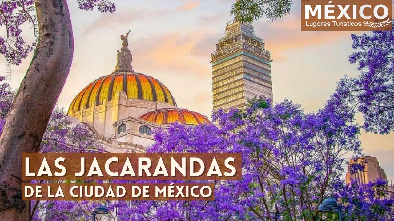 Jacarandas en la Ciudad de México - YouTube