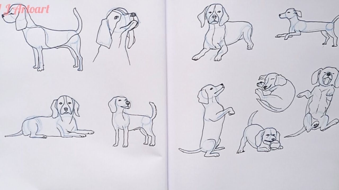 Dog poses practice drawing || Beagle dog poses - YouTube