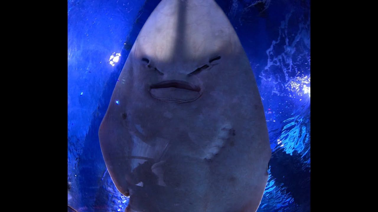 Secrets of the Deep: Shark Encounter at Tropicarium Budapest 4K - YouTube