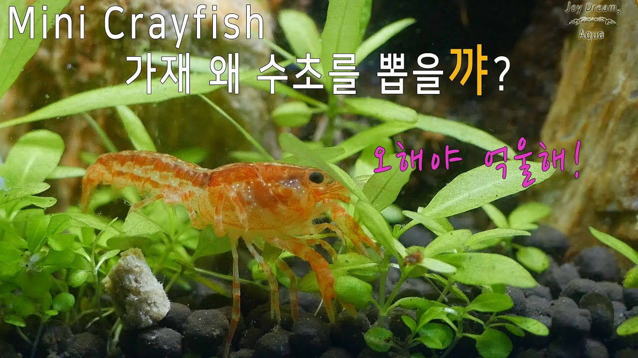 가재 왜 수초를 뽑을까요? 진짜 이유는../Why would Mini Crayfish pick plants? - YouTube