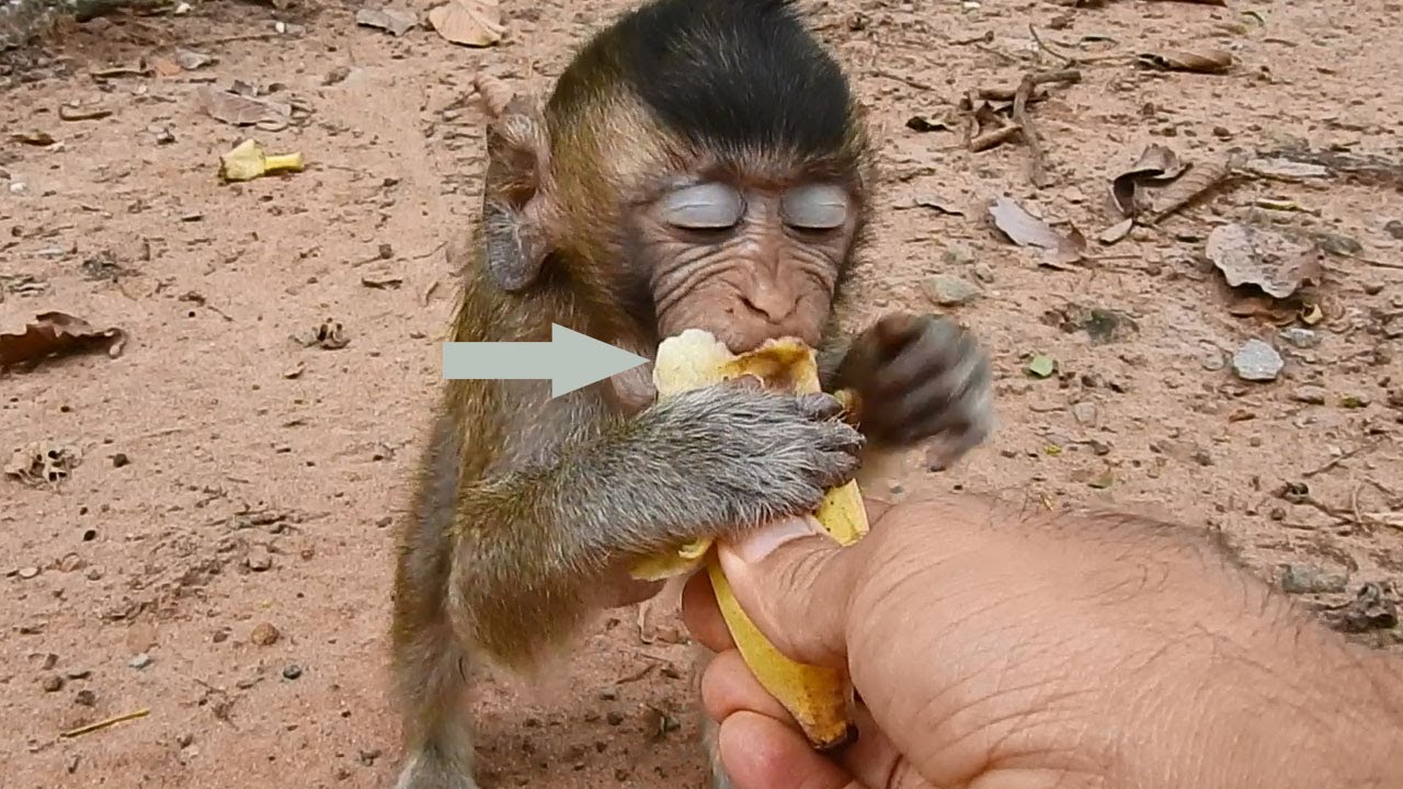 Little Baby Garin Feel Hesitate, Afraid Of Me When Giving Him Banana ...