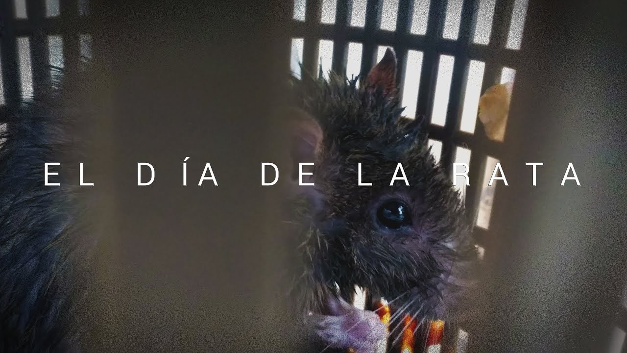 El día de la rata - YouTube