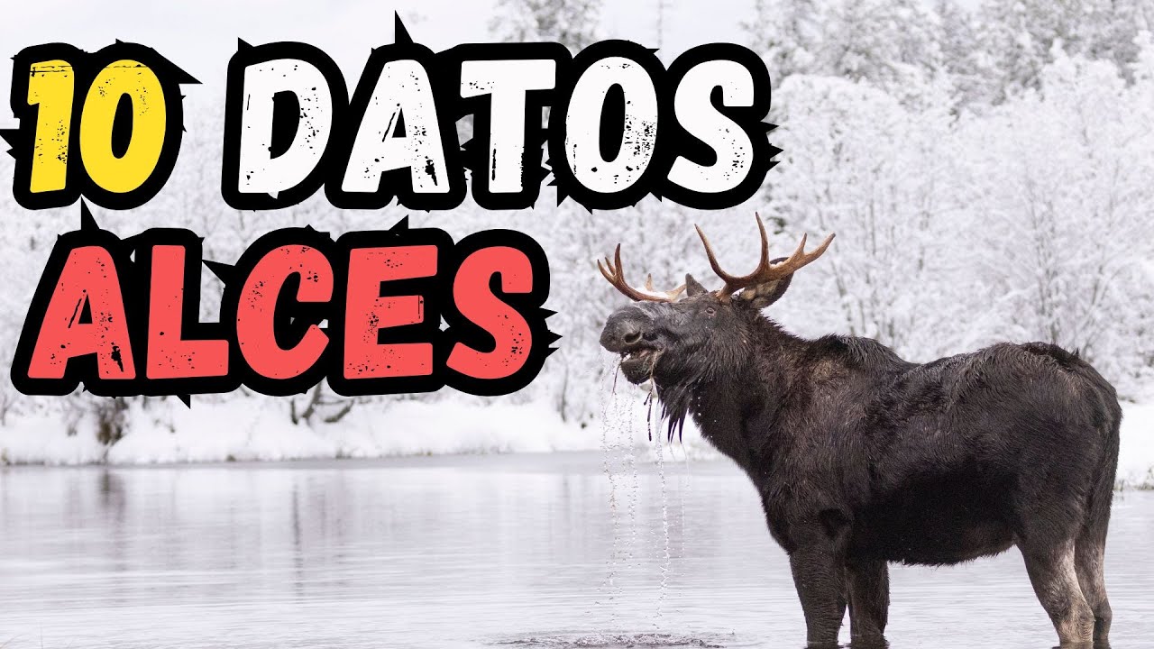 10 Datos Curiosos de los Alces - ¿Por qué son importantes para el ...