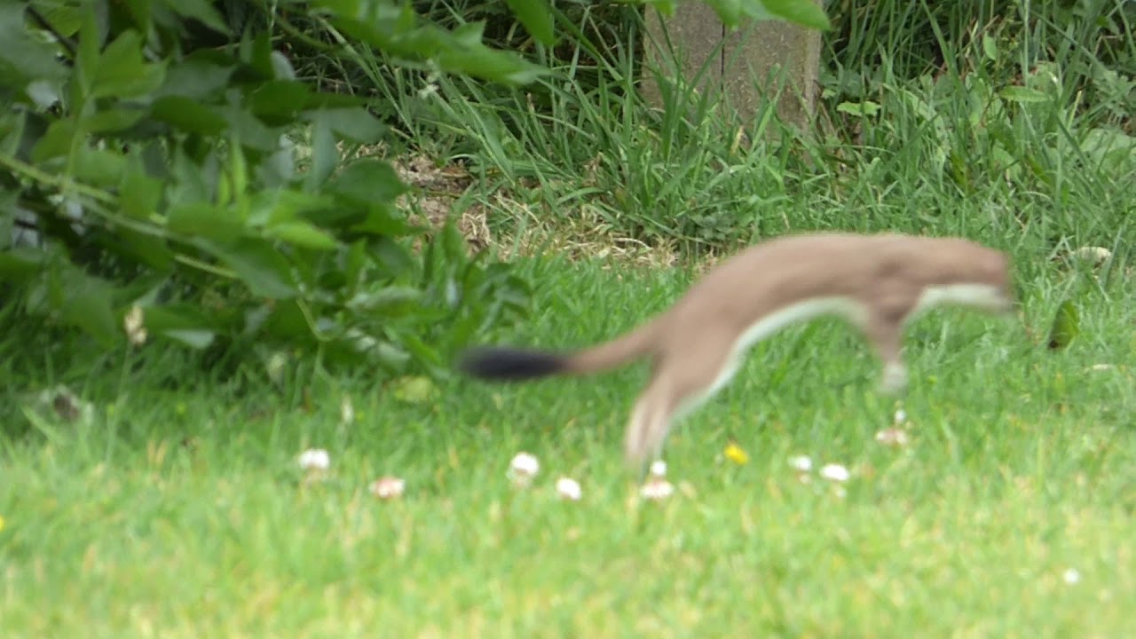 Stoats playing in a field - YouTube