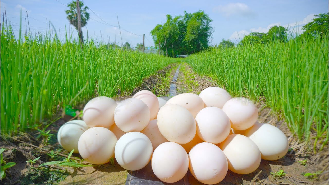 kdor picking duck eggs a lot of in garlic farm - YouTube