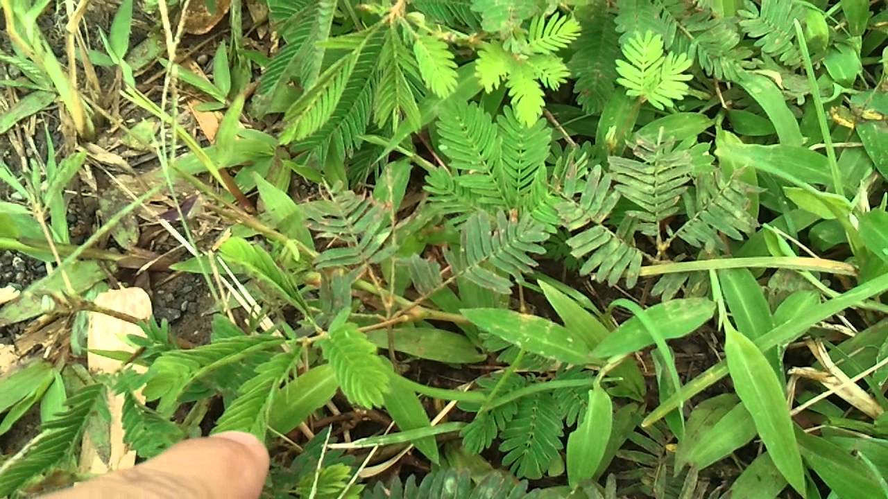 Touch me not ferns - YouTube