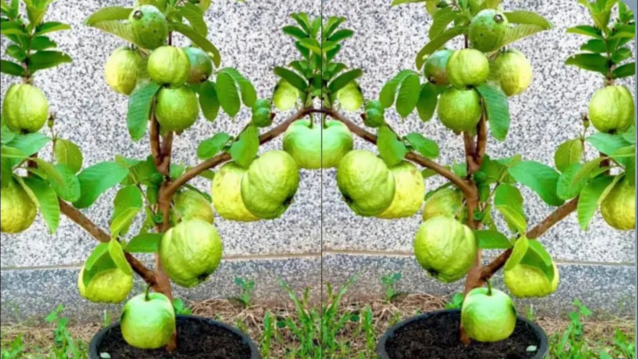 How to Grow Guava Tree from seeds:| Growing Guava Tree at home for ...
