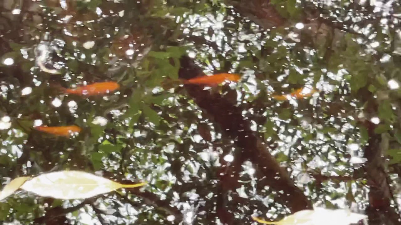Creating a natural environment for Goldfish in the swimming pool - YouTube