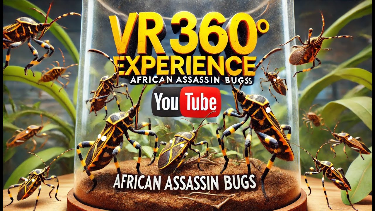 Macro VR 360 - African Assassin Bugs! - YouTube