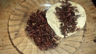 Receta de Chapulines Guisados-Receta Tipica de Oaxaca-l... | Doovi