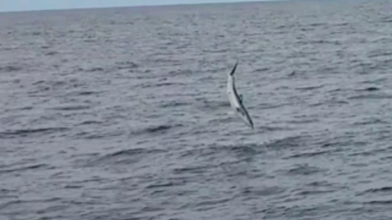Mako shark jumping - YouTube