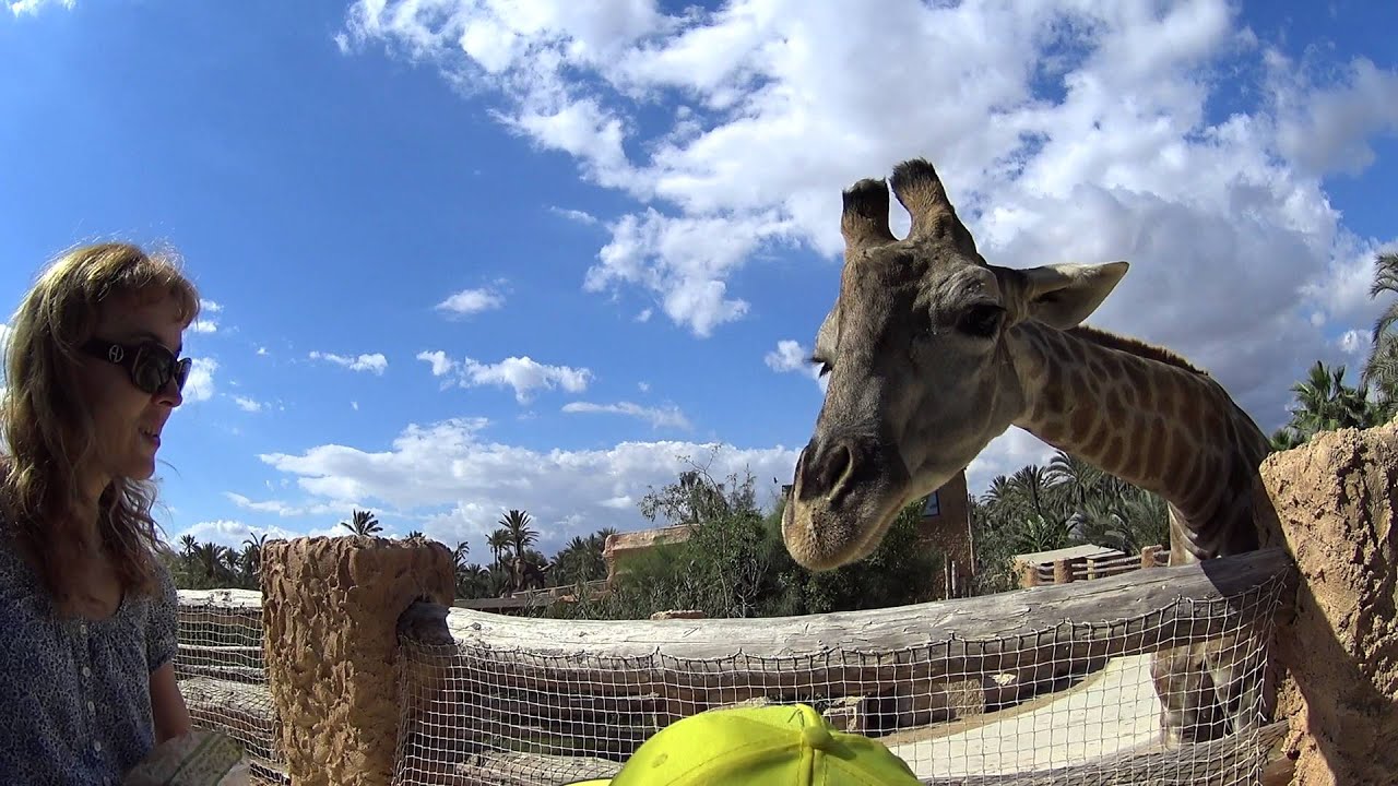 Rio Safari Elche, Majestic Giraffes - YouTube