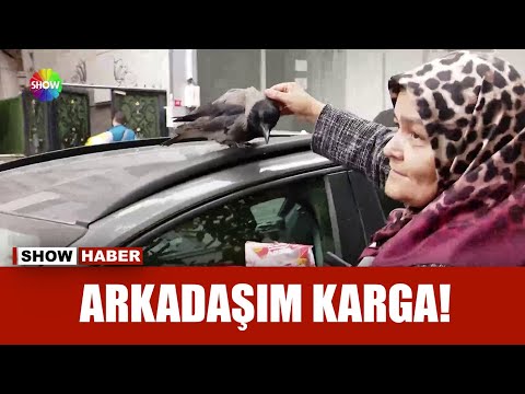 Karga ile kadının dostluğu