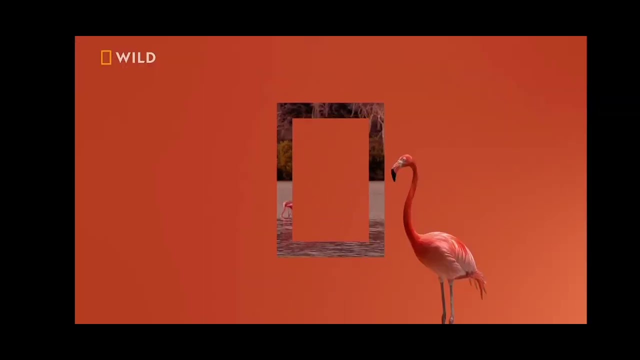 Magic Of Disney's Animal Kingdom - Opening Intro on National Geographic ...
